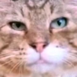 Иконка канала @Tgwarrior123