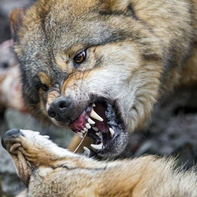 Иконка канала Владимир Купцов