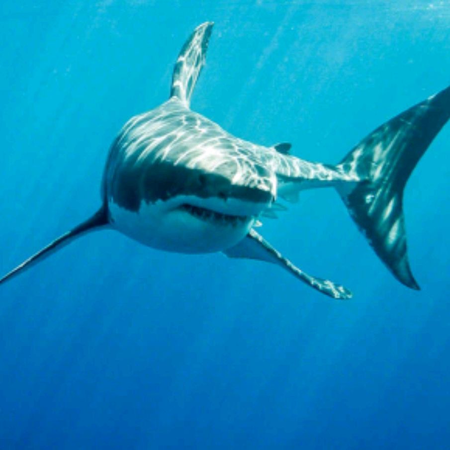 Иконка канала Дружбик Журбик