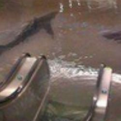 Иконка канала thomas