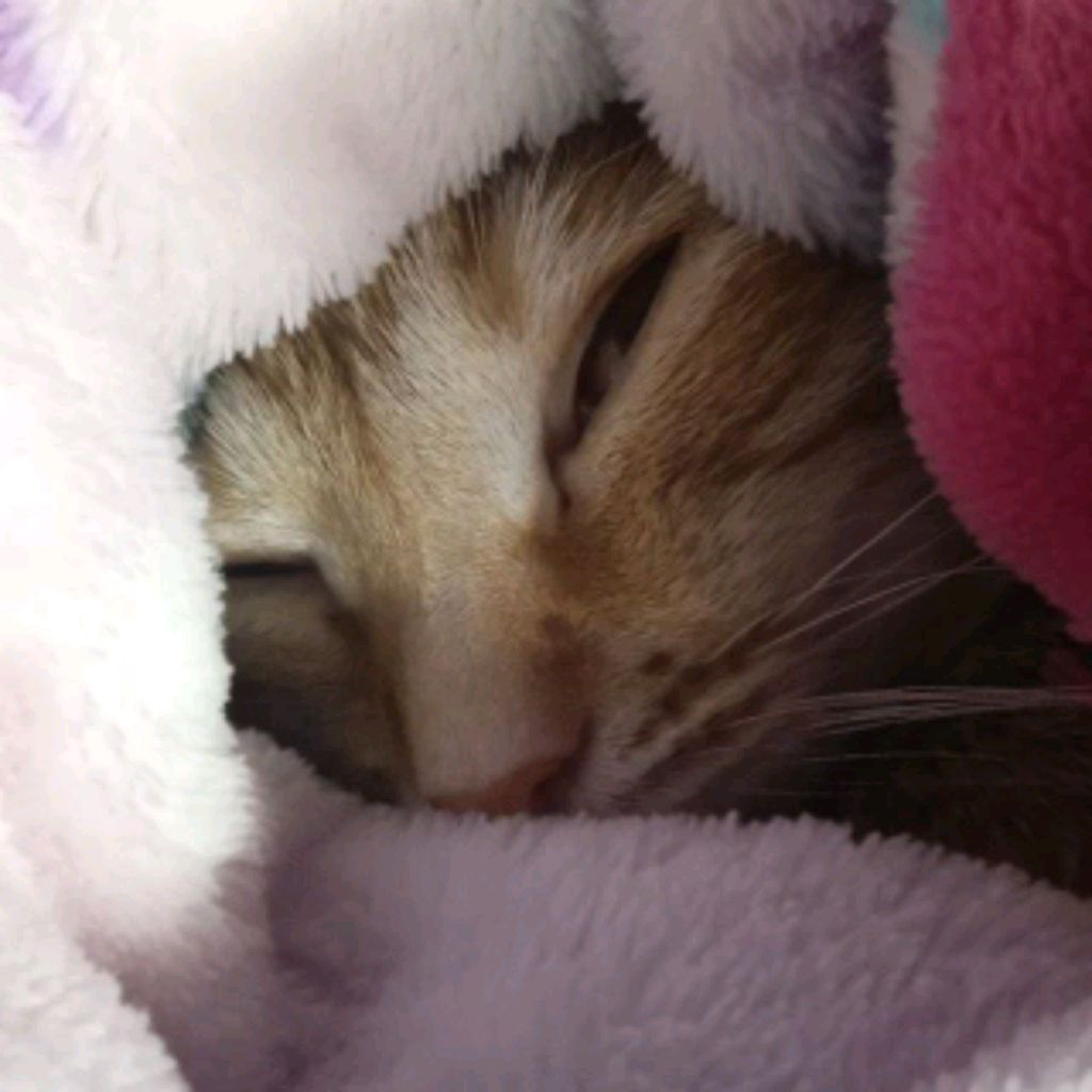 Иконка канала Симбочка Милочка 🐱😸😻