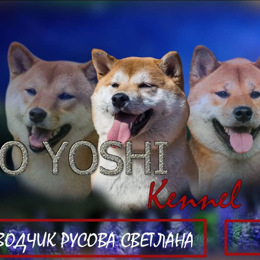 Иконка канала СИБА ИНУ KUMIKO YOSHI  ПИТОМНИК KENNEL