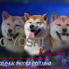 Иконка канала СИБА ИНУ KUMIKO YOSHI  ПИТОМНИК KENNEL