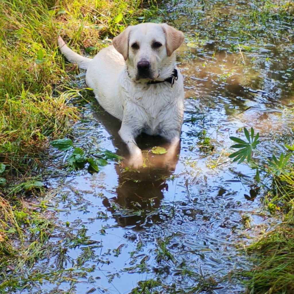 Иконка канала Лабрадор Зара .