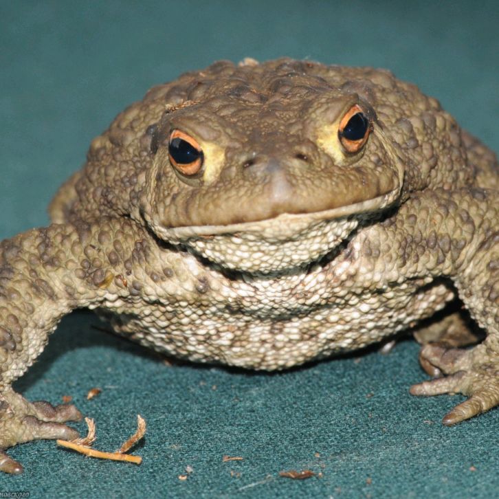 Иконка канала ЗА РОССИЮ И ЗА СВО!!! ПАТРИОТИЗМ К НАШЕЙ РОДИНЕ!!!