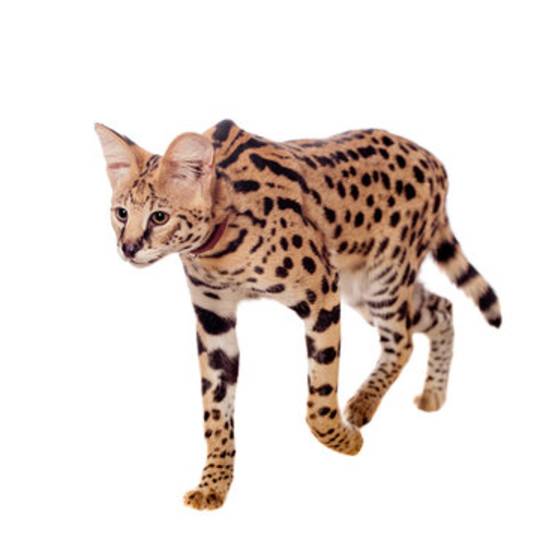 Иконка канала Жили Были