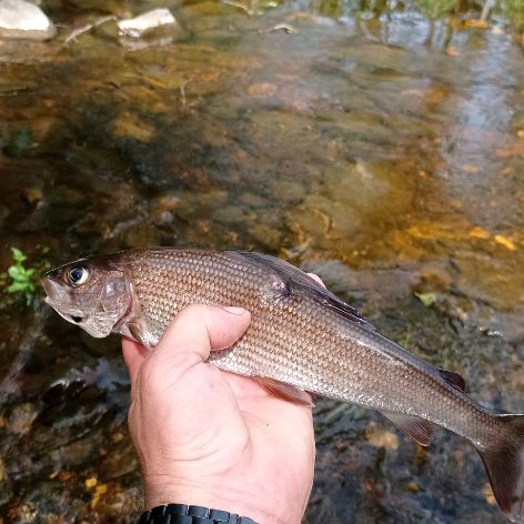 Иконка канала Fishing CHE 35