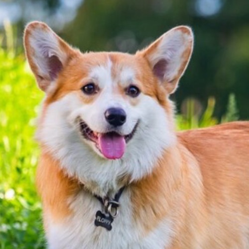 Иконка канала Corgi Car