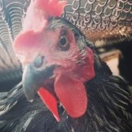 Иконка канала Дачная живность