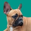 Иконка канала Французский бульдог — любовь с первого взгляда