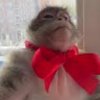 Иконка канала бибизянка