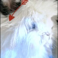 Иконка канала RabbitsKor