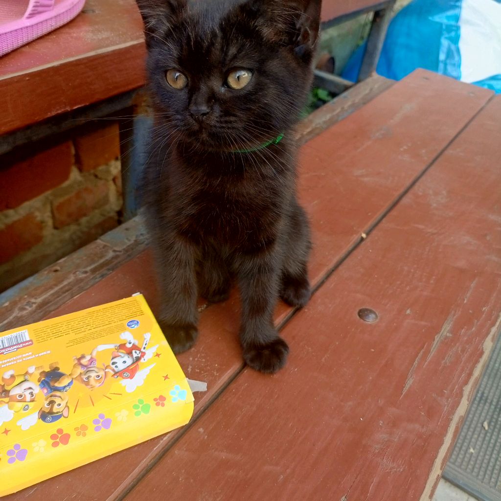 Иконка канала История 🌹