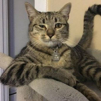 Иконка канала fuNNy cats