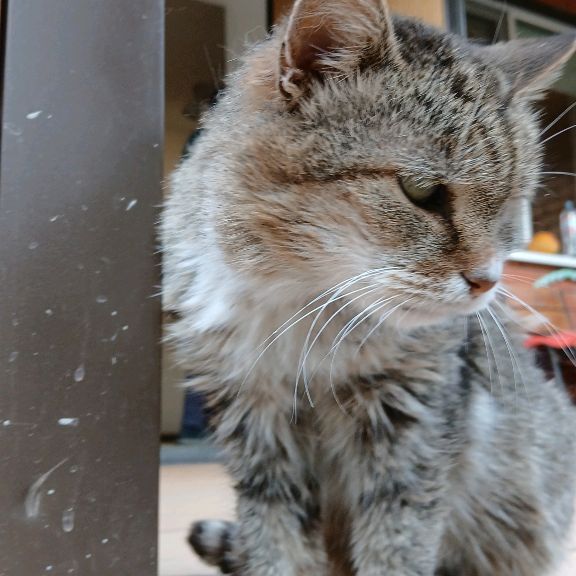 Иконка канала Котик Сырок