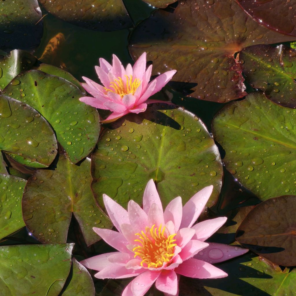 Иконка канала Северные Карпы Кои