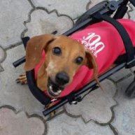 Иконка канала MarkMobile | Инвалидные коляски для животных