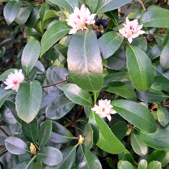 Иконка канала Цветы и фауна