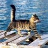 Иконка канала rutube_account_23584450
