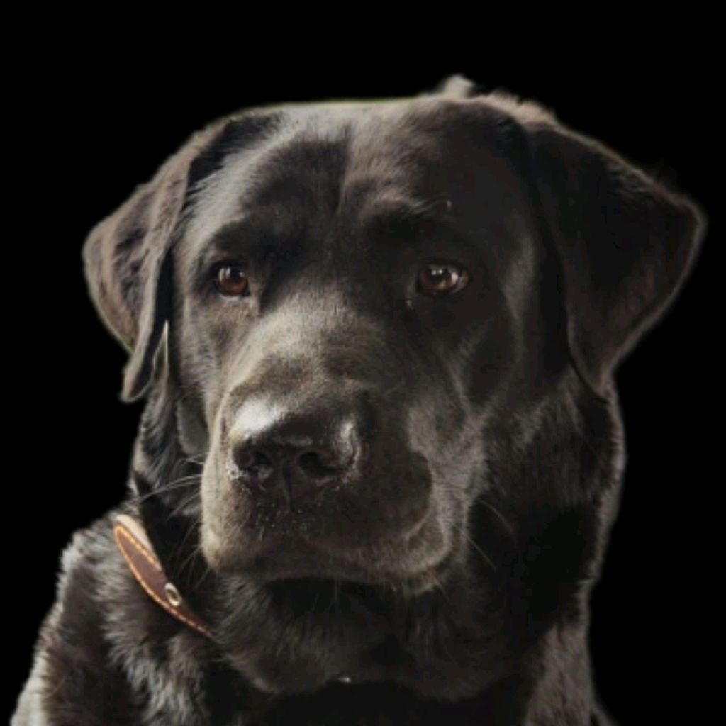 Иконка канала Приключения Шилки лабрадора