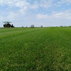 Иконка канала Производство Рулонного Газона СПб Эко Газон