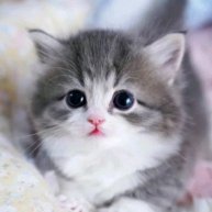 Иконка канала Kittenok