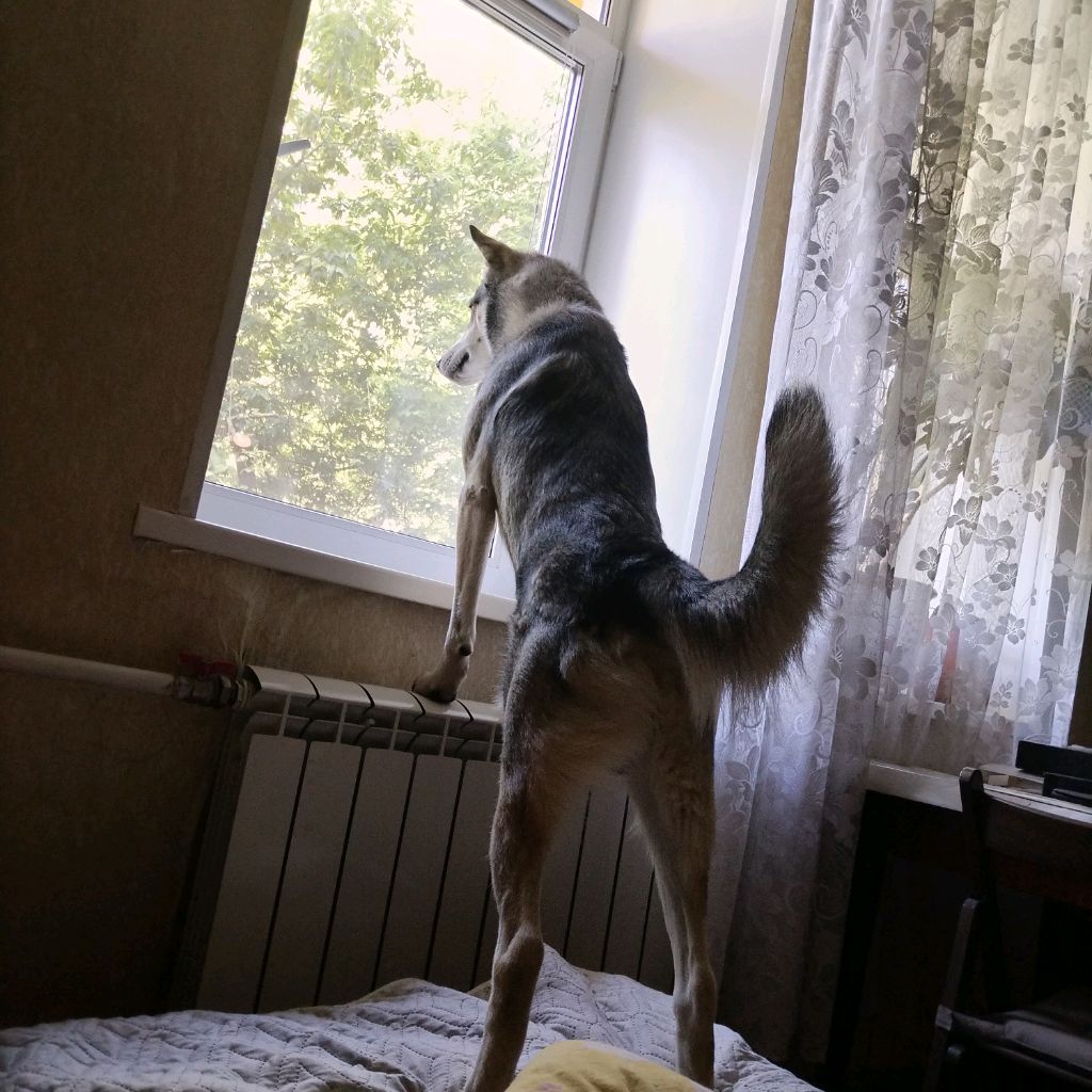 Иконка канала Hors