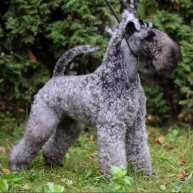 Иконка канала керри блю терьер Реми