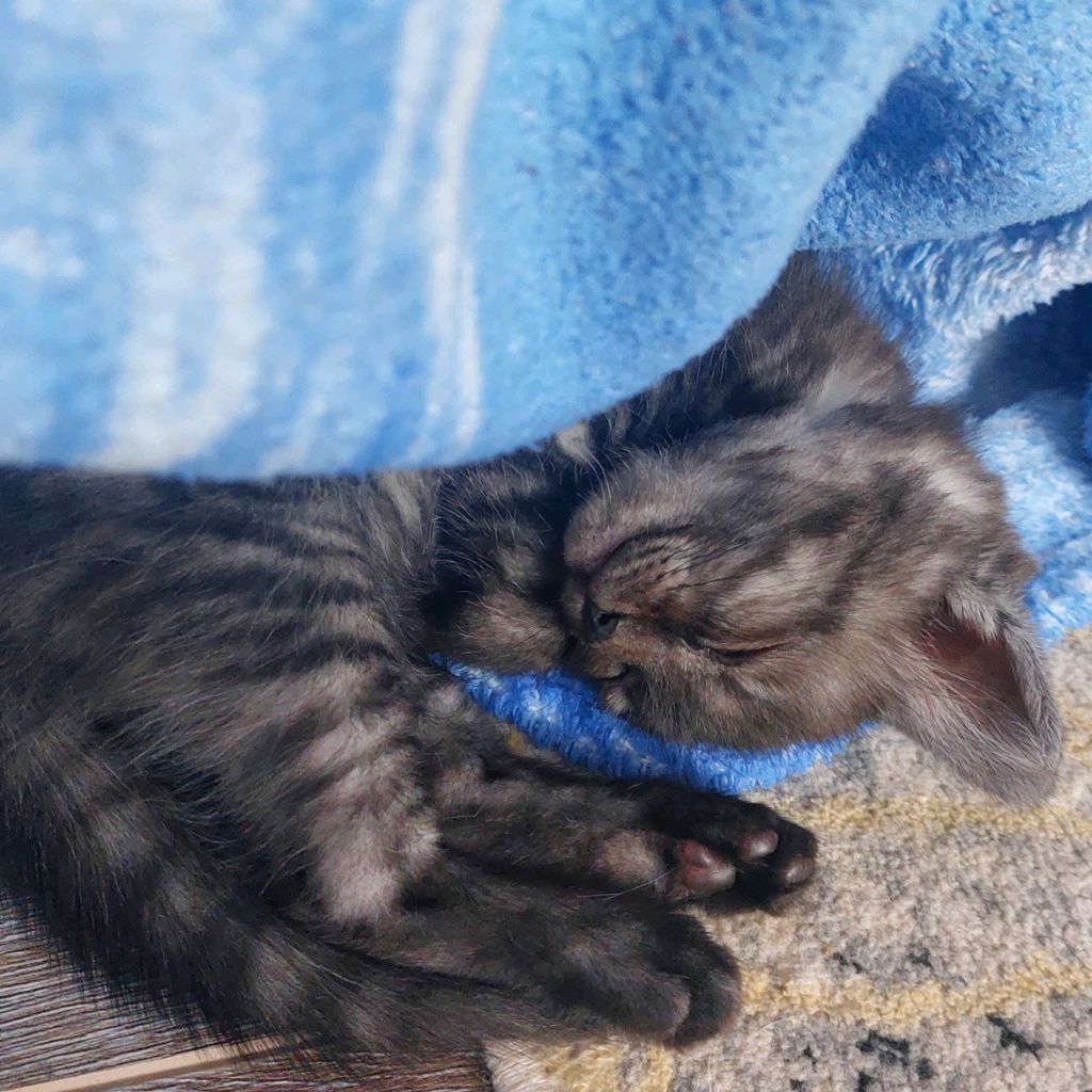 Иконка канала Серый Кот