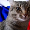 Иконка канала 🇷🇺Российский кот🇷🇺