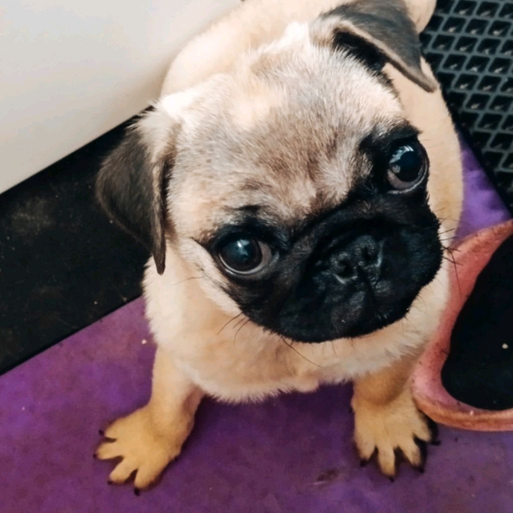 Иконка канала =Mopsik Kuzya=）