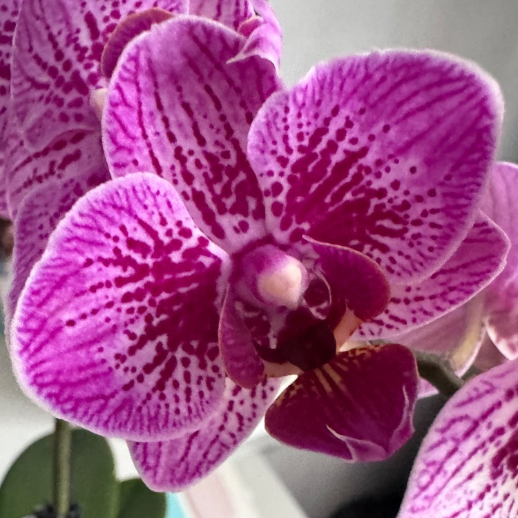 Иконка канала 𝓜𝔂 𝓸𝓻𝓬𝓱𝓲𝓭𝓼