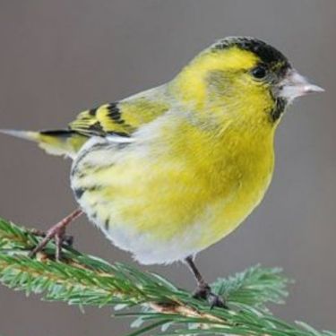 Иконка канала Атман911