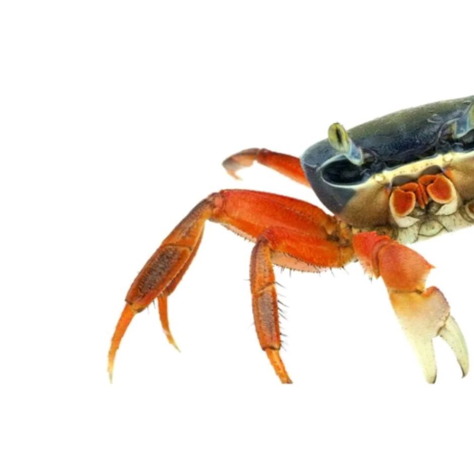 Иконка канала Радужный краб 🦀