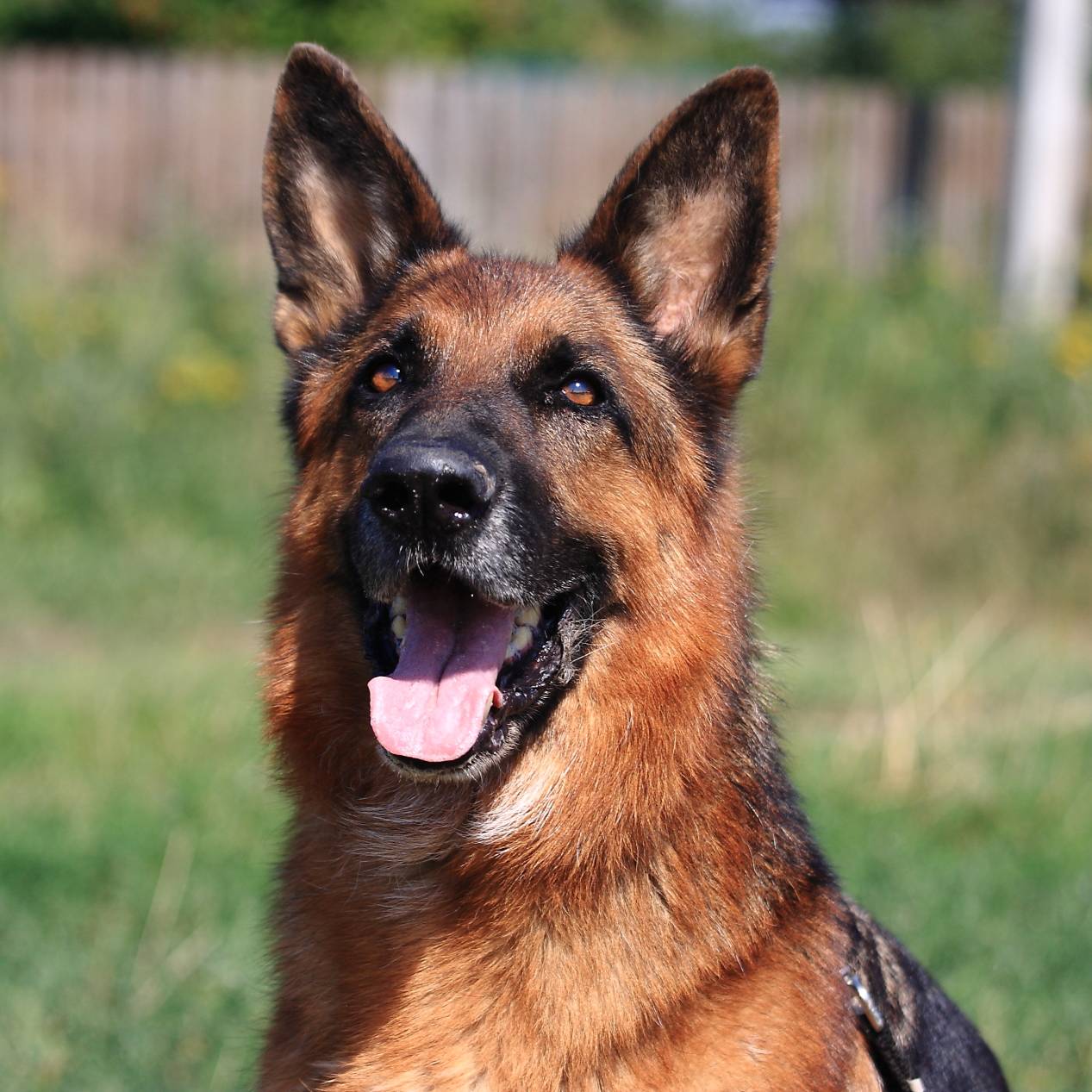 Иконка канала Московская овчар-команда