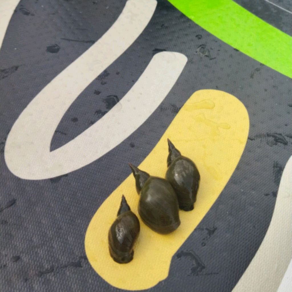 Иконка канала 71 Номер