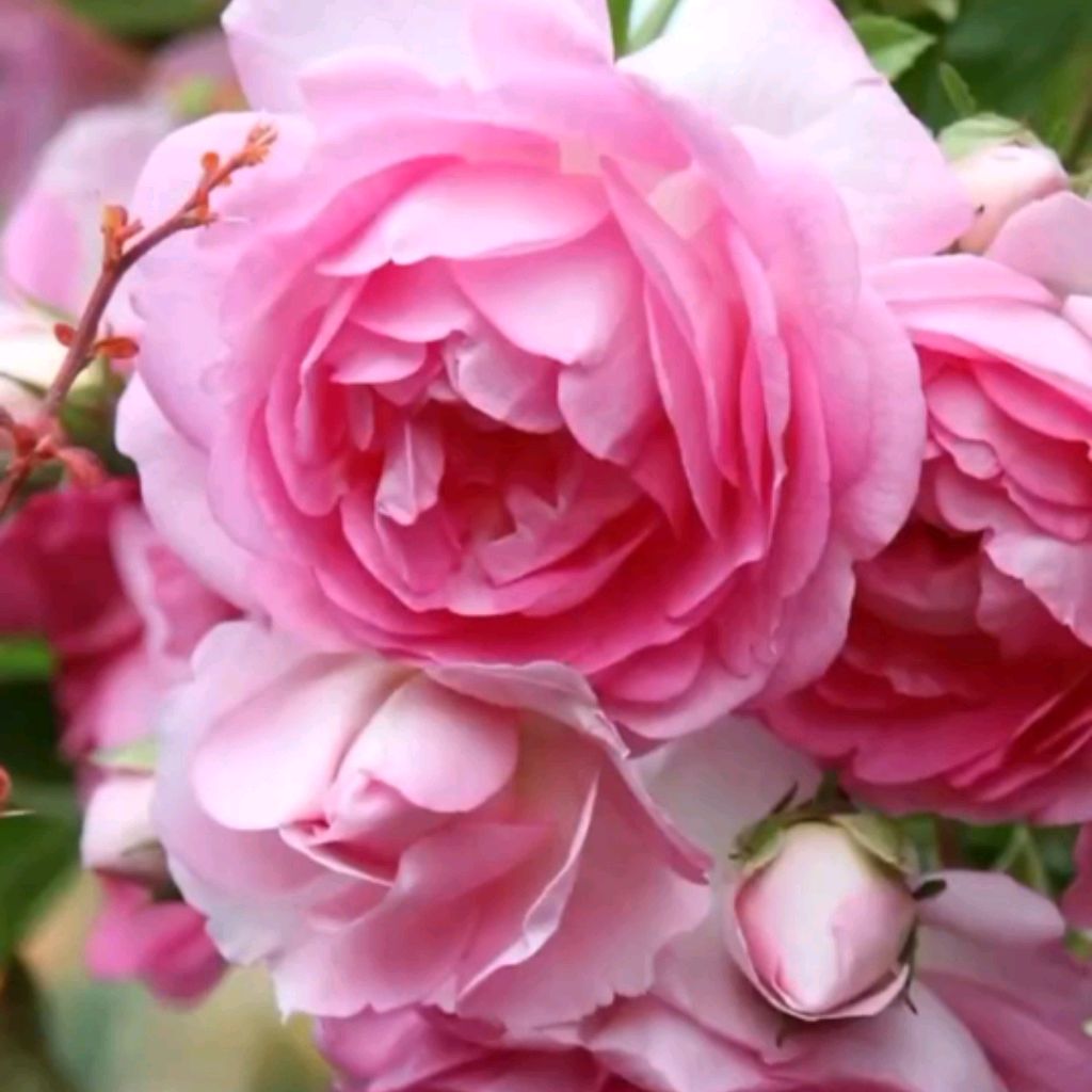 Иконка канала Тут Маша