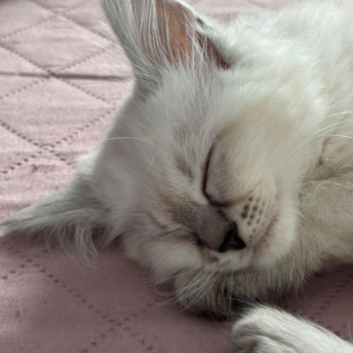 Иконка канала siberiaSiri