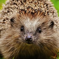 Иконка канала Dmon