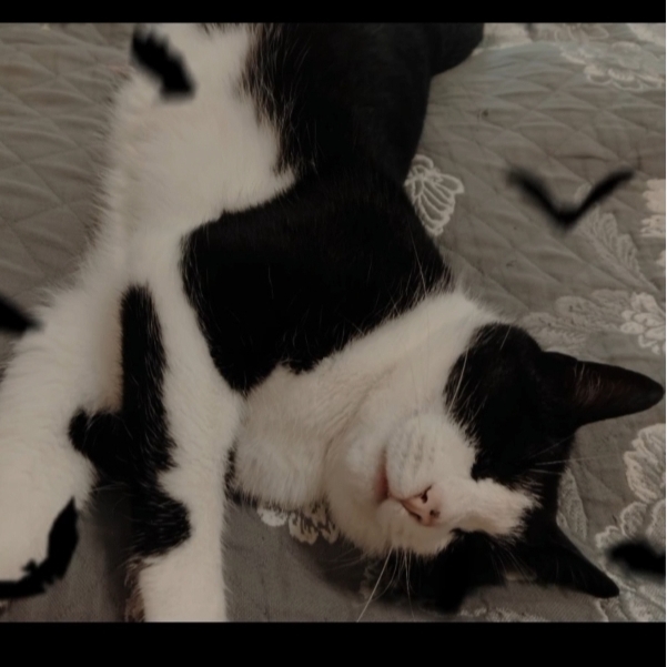 Иконка канала ♥Чайный пакетик «Феликс»♥