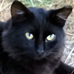 Иконка канала Las-Piter