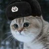 Иконка канала «Лапы вверх!»