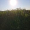 Иконка канала ИГРОМАН