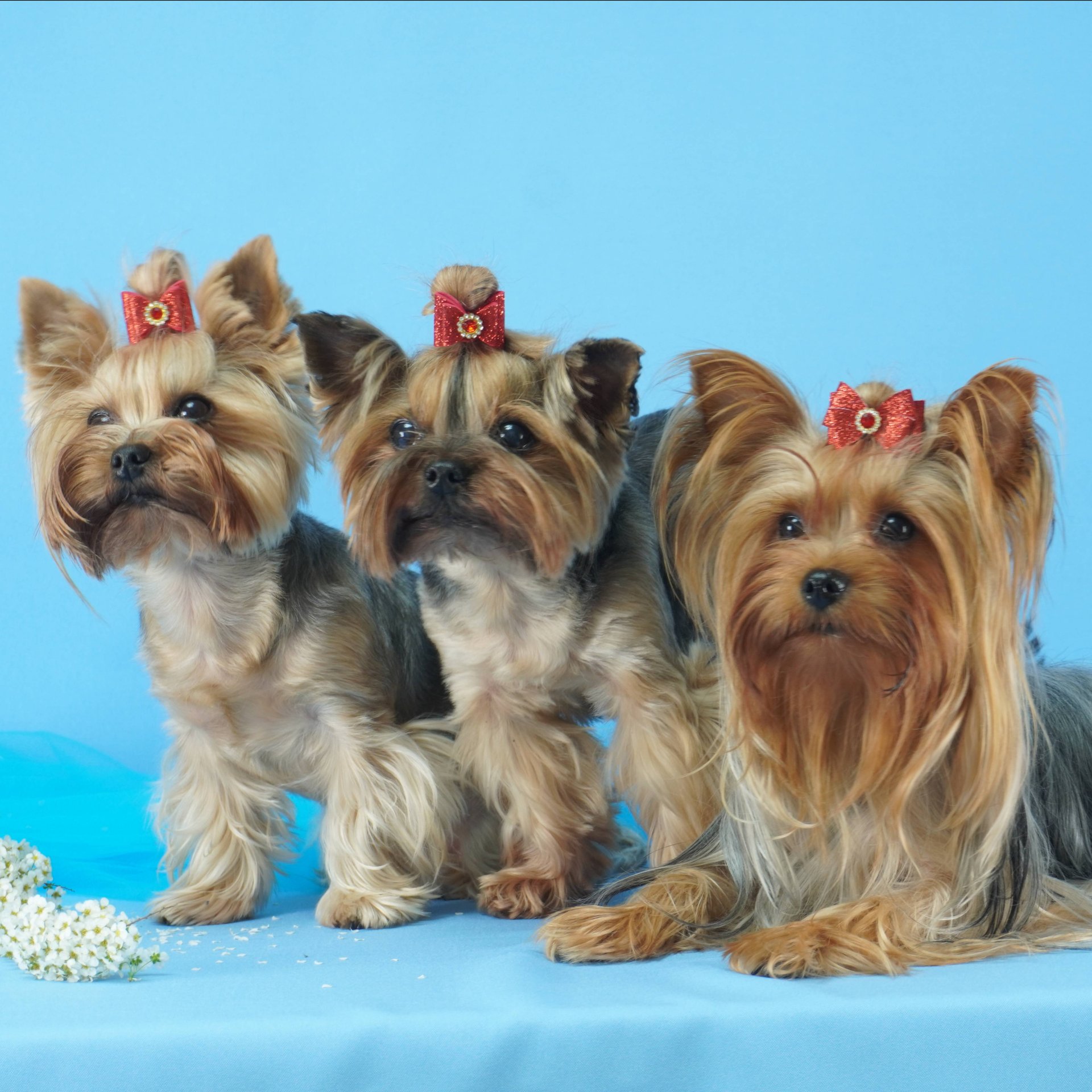 Иконка канала Йорки Фрося, Лотта и Луна