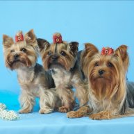 Иконка канала Йорки Фрося, Лотта и Луна