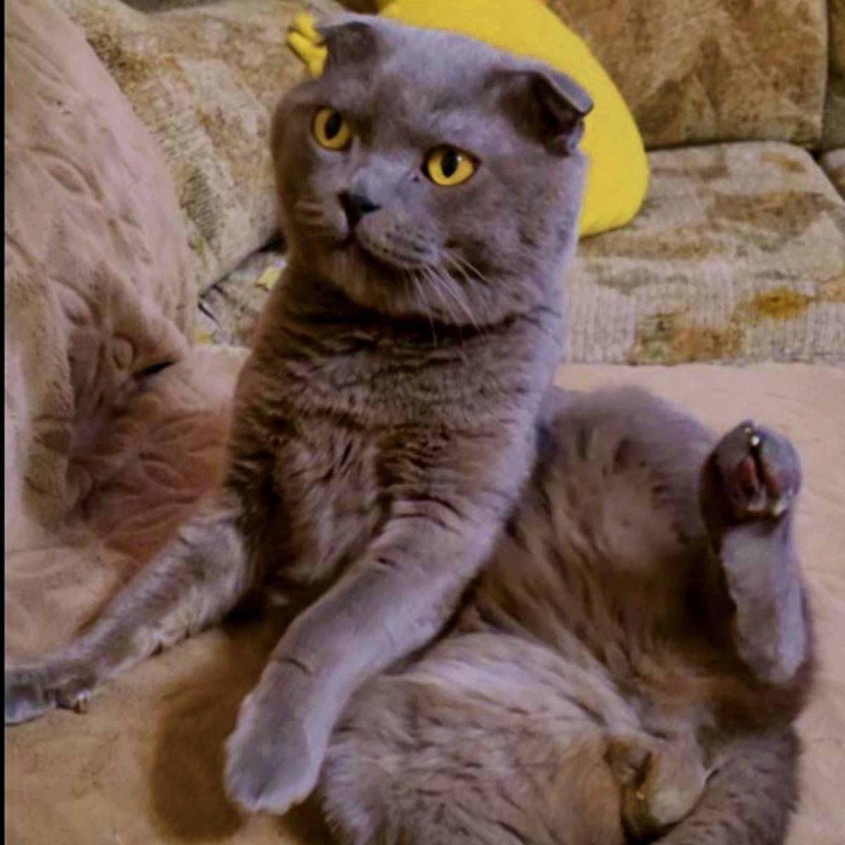 Иконка канала Любимые пушистики