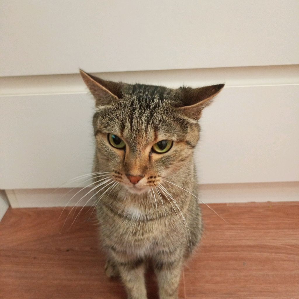 Иконка канала Strego