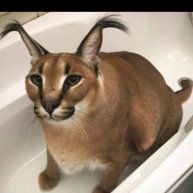 Иконка канала Floppa_game