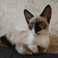 Иконка канала Ру