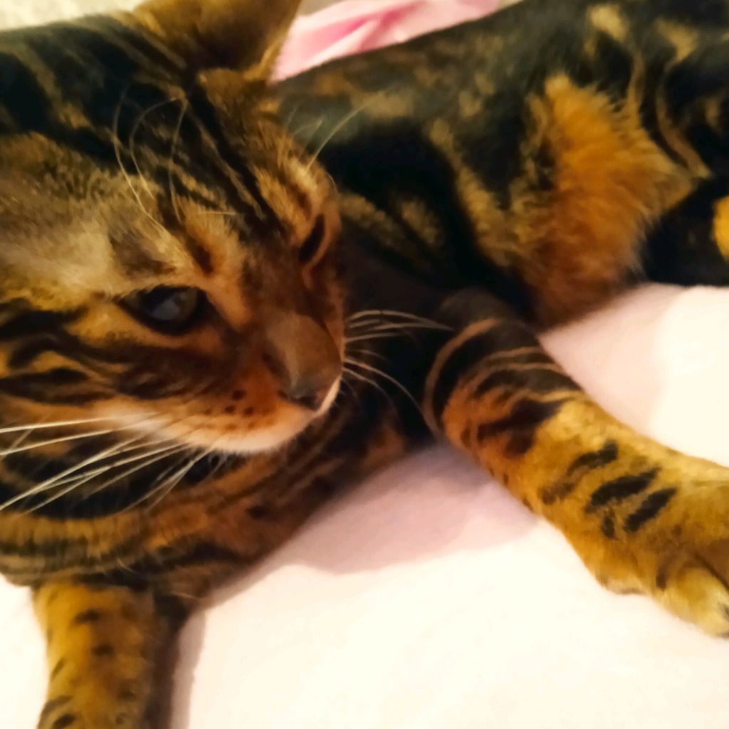 Иконка канала Аслан